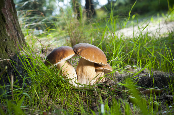 Champignons dangereux : attention à l'intoxication